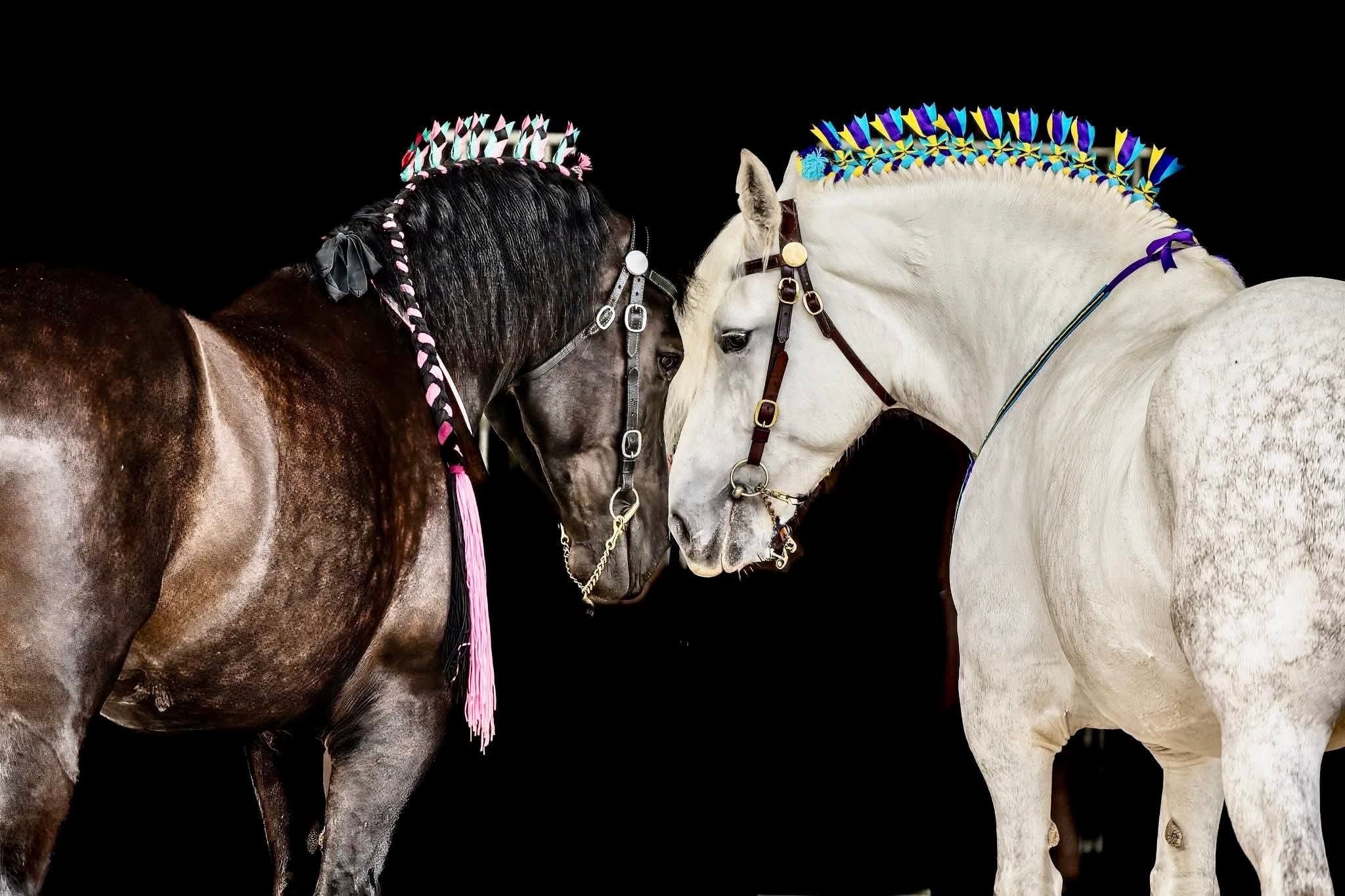 Percheron Horse Breed | The Midlands Heavy Horse Association